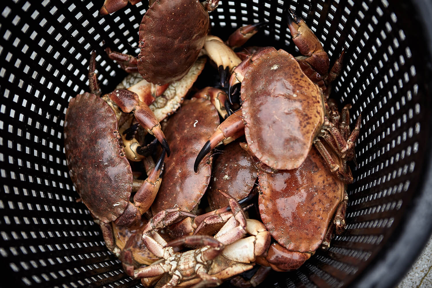 Crab Fishing - KASTOR BOAT TRIPS GÖTEBORG